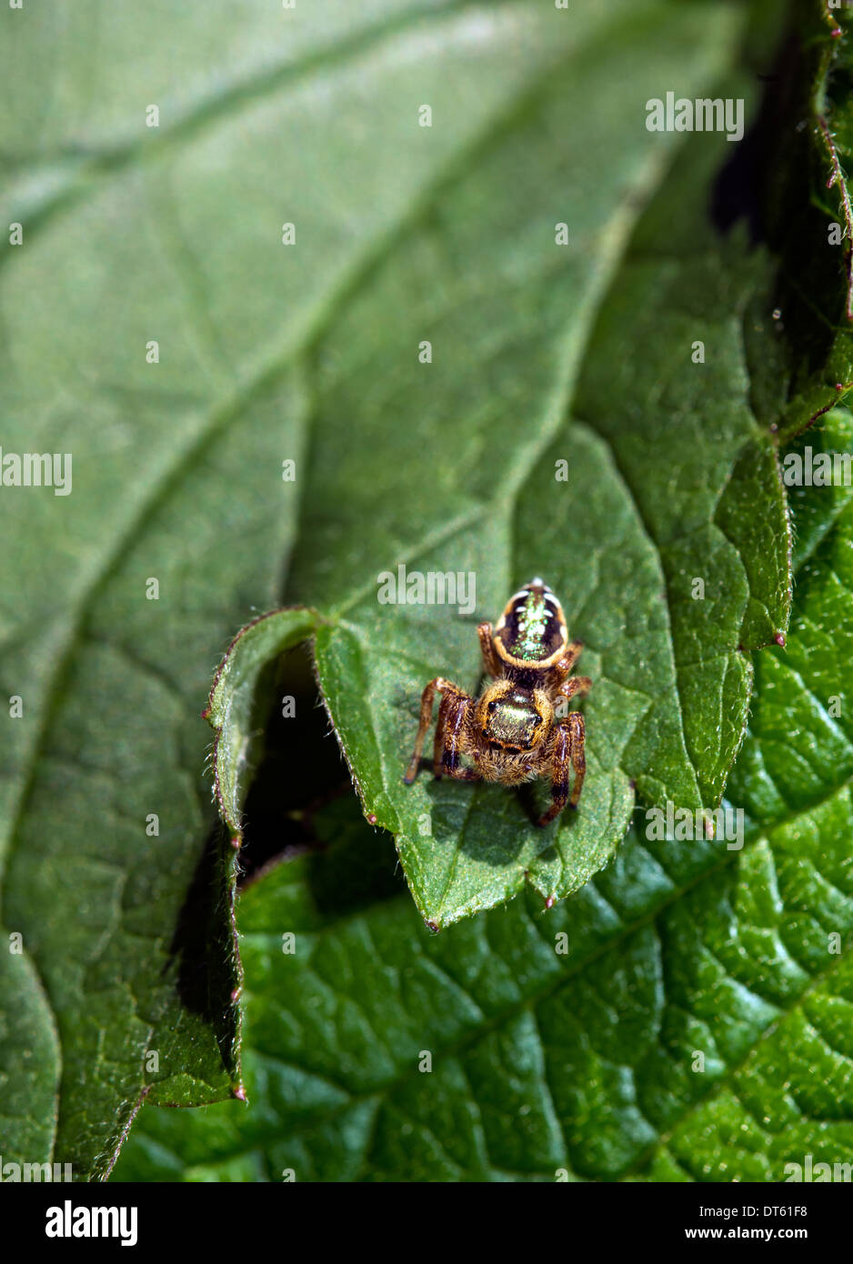 The jumping spider family (Salticidae) contains more than 500 described ...