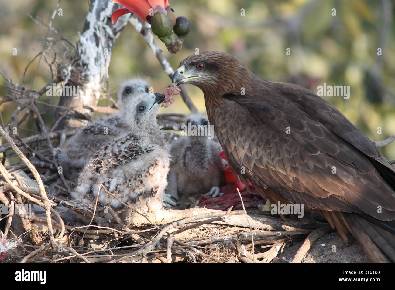 Birds eating garbage hi-res stock photography and images - Alamy