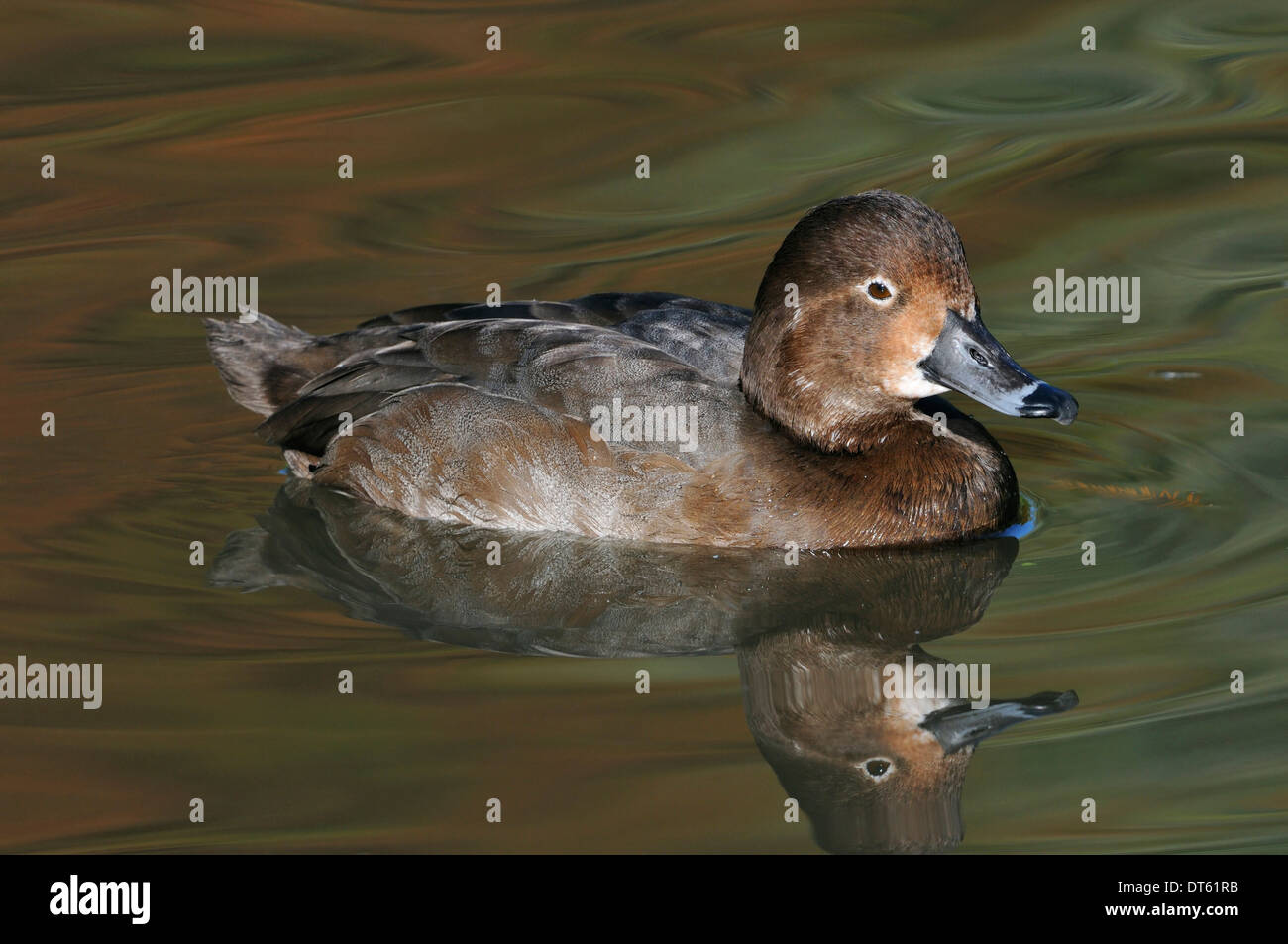 Redhead duck americana female on hi-res stock photography and images ...