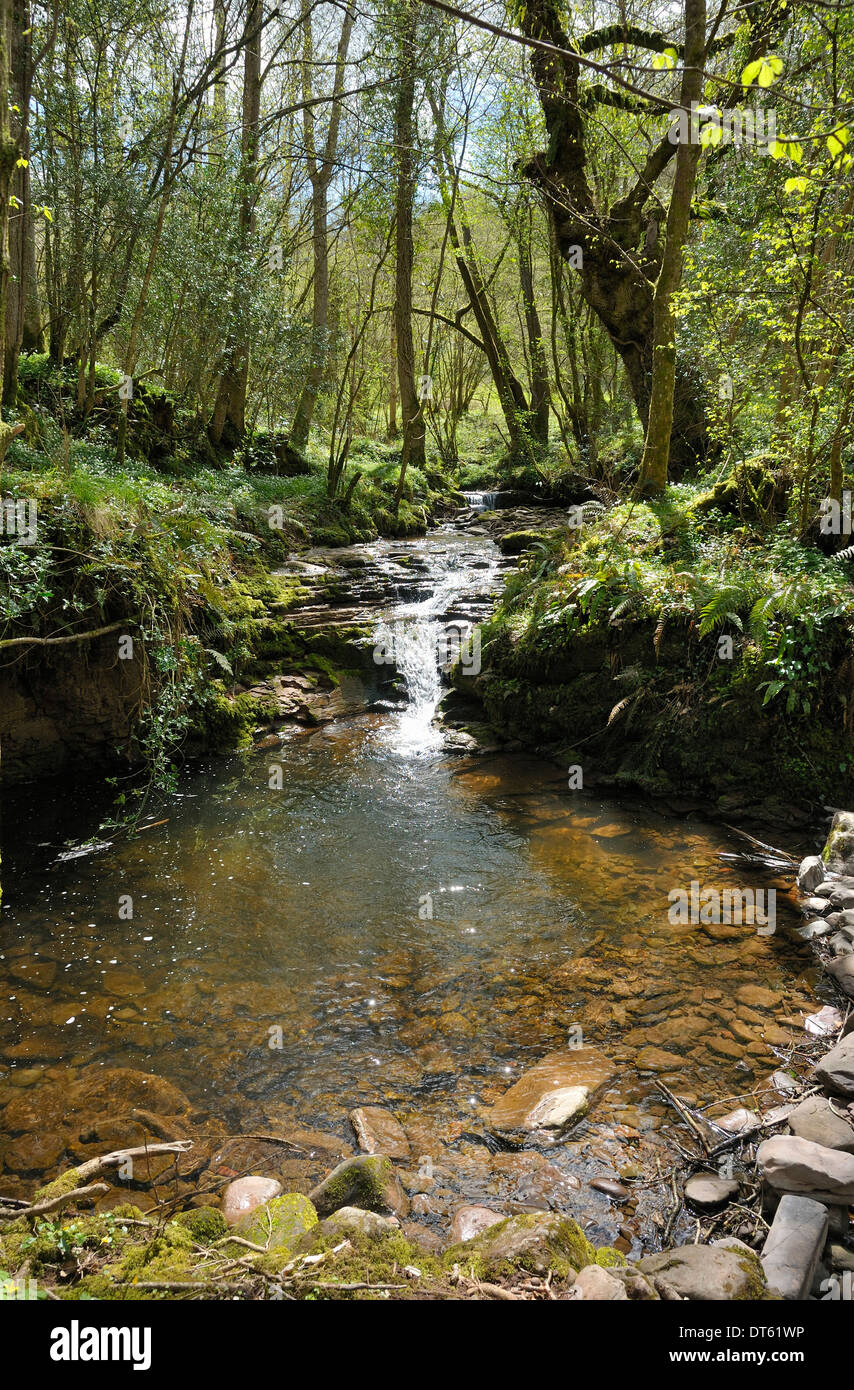 Woodland stream hi-res stock photography and images - Alamy