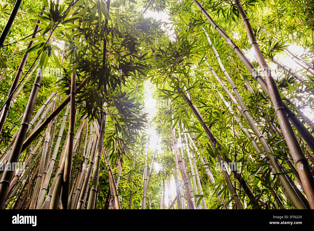 View of bamboo plantation Stock Photo - Alamy