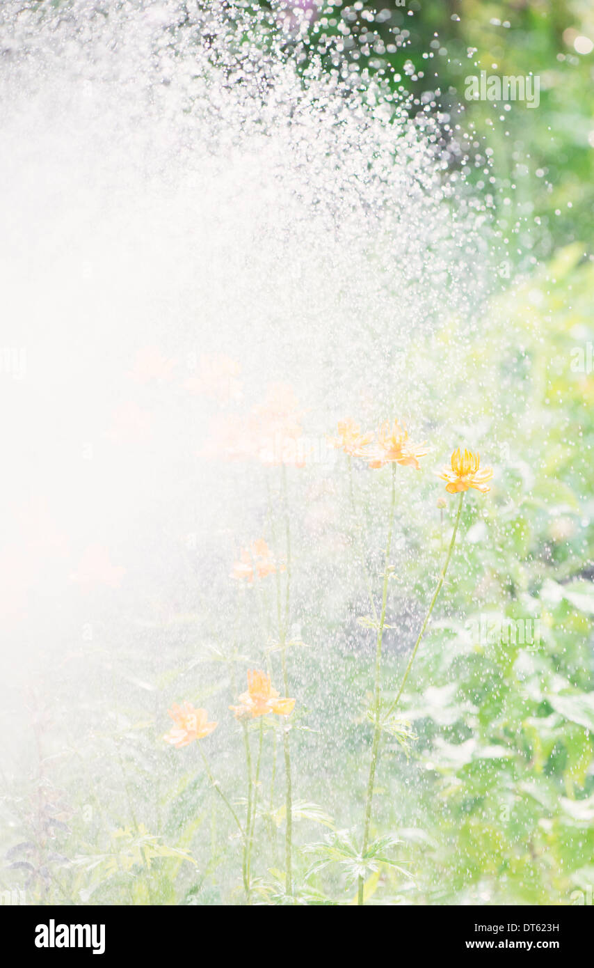 Garden sprinkler flowers hi-res stock photography and images - Alamy