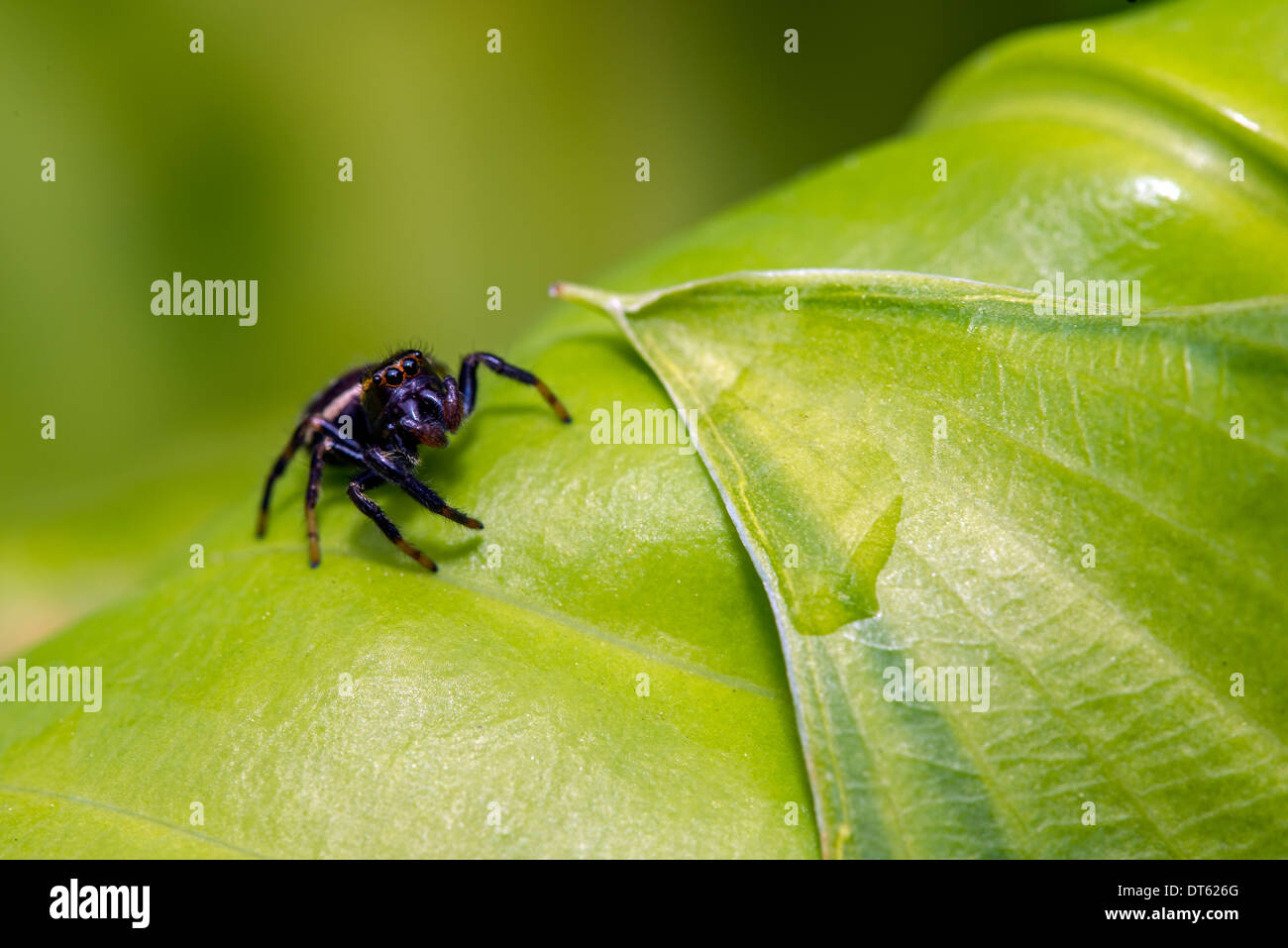 The jumping spider family (Salticidae) contains more than 500 described ...