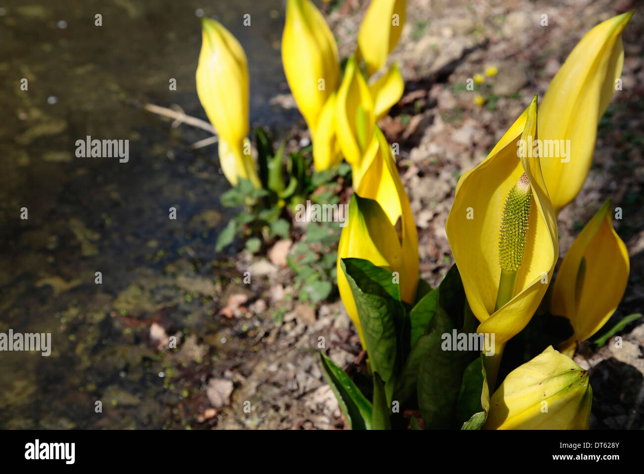 Yellow Skunk Cabbage, Lysichiton americanus. Marginal aquatic plant in ...