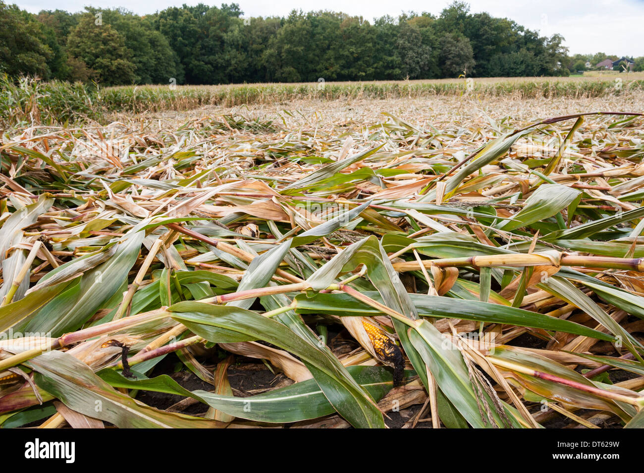Crop cornfield hi-res stock photography and images - Alamy