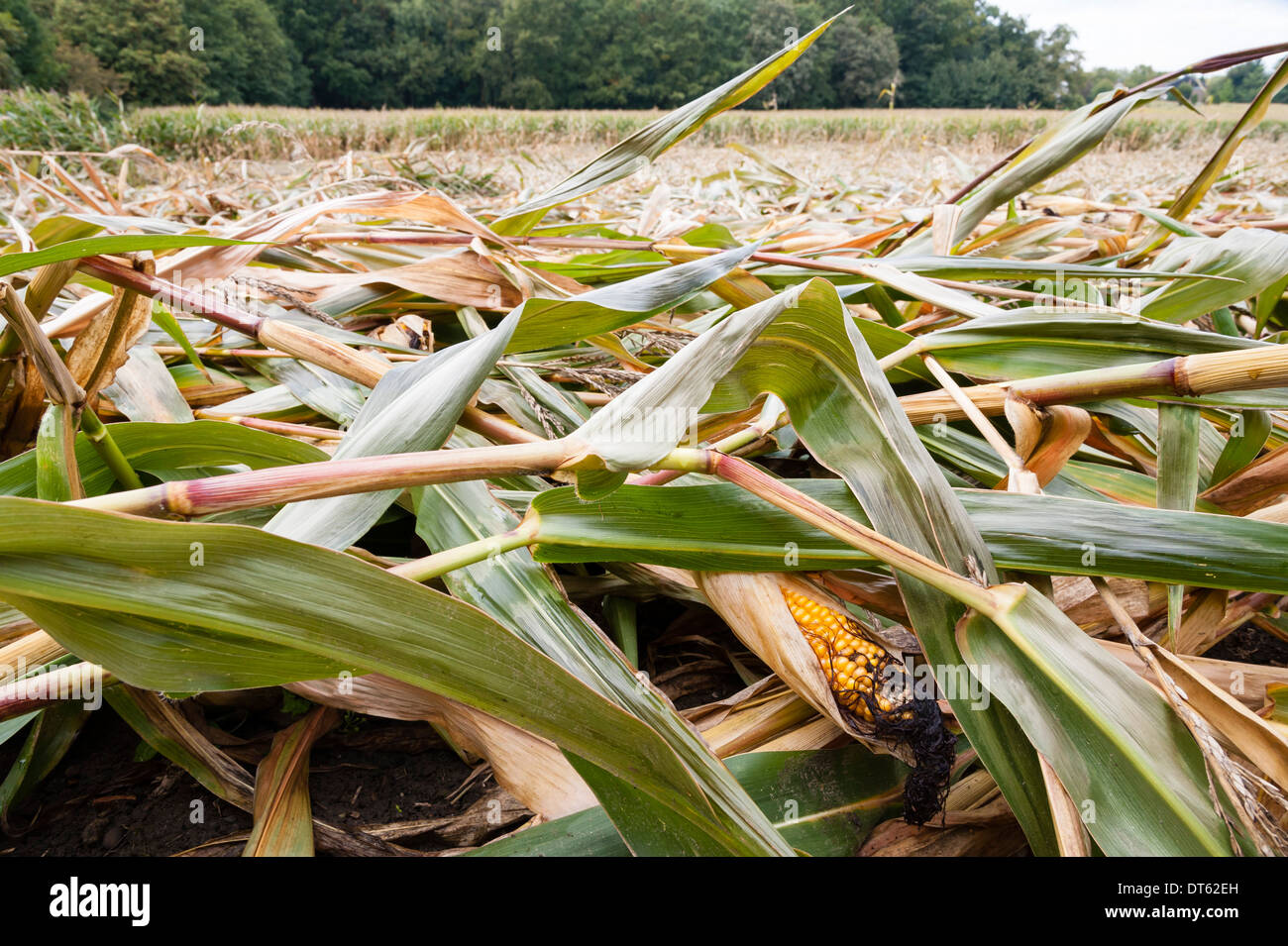 Corn stalks on a field have been pushed down to the ground by a storm ...