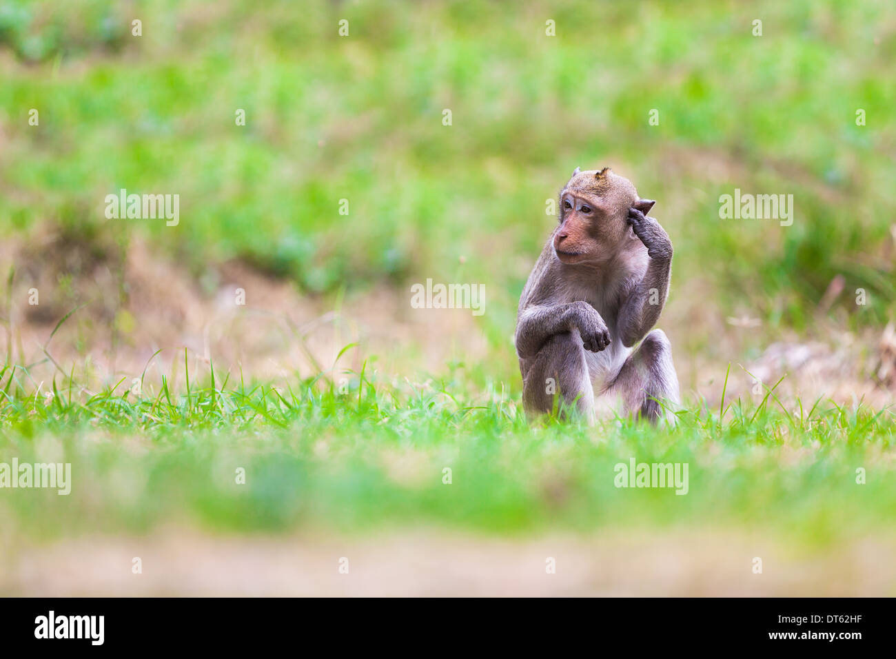 Monkey siting hi-res stock photography and images - Alamy