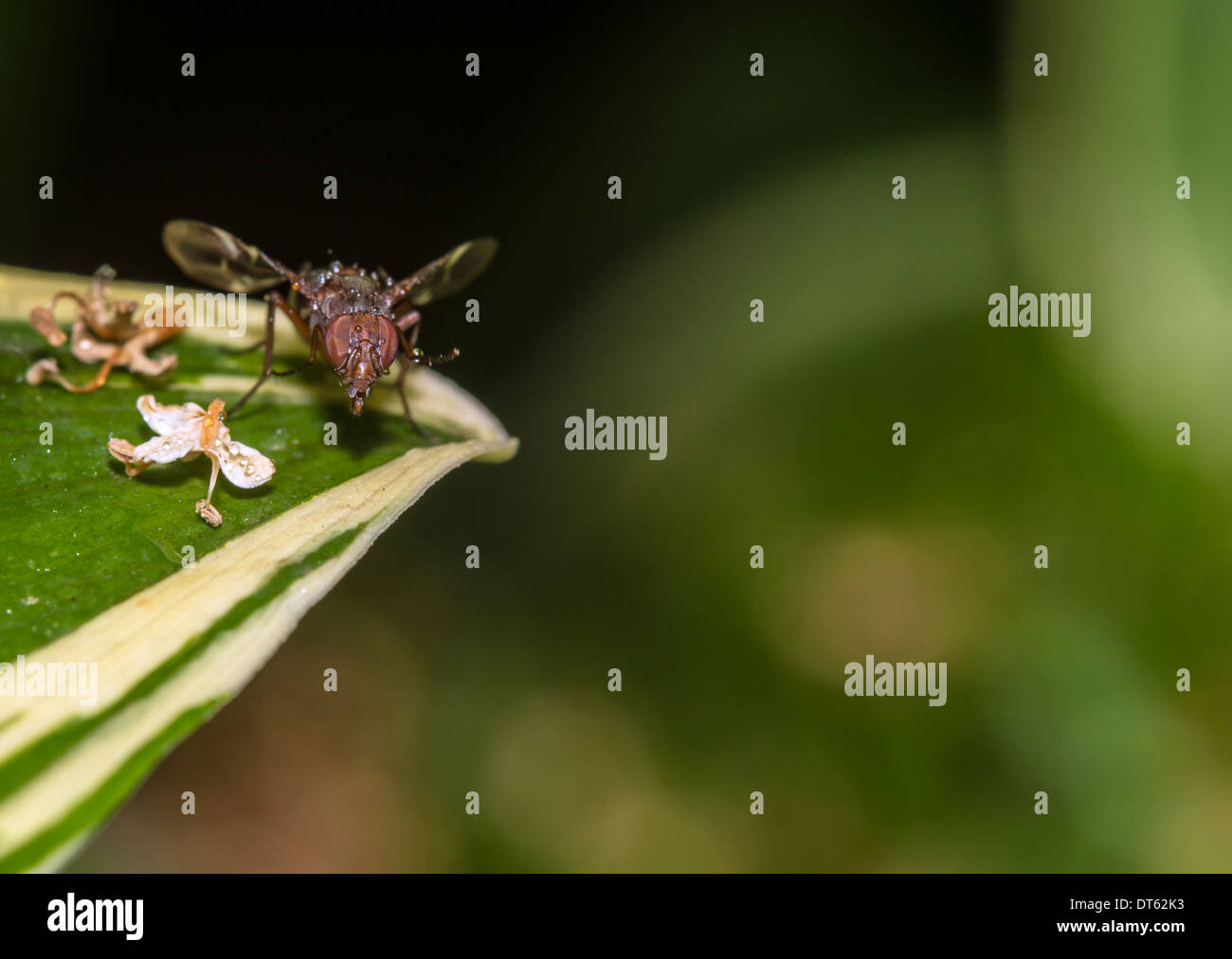 Bombyliidae are a family of flies. Their common name is bee flies ...