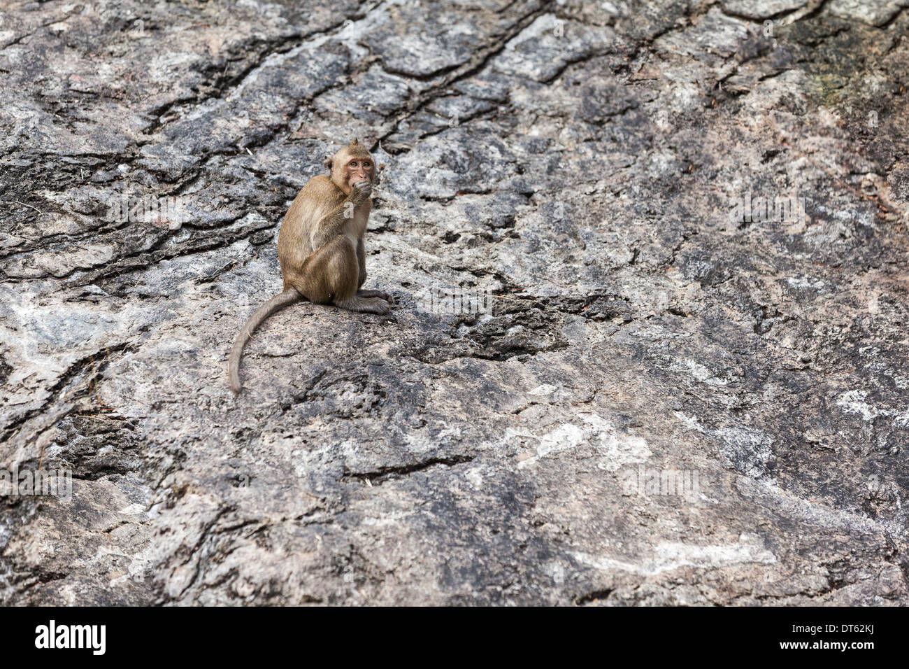 Monkey siting hi-res stock photography and images - Alamy