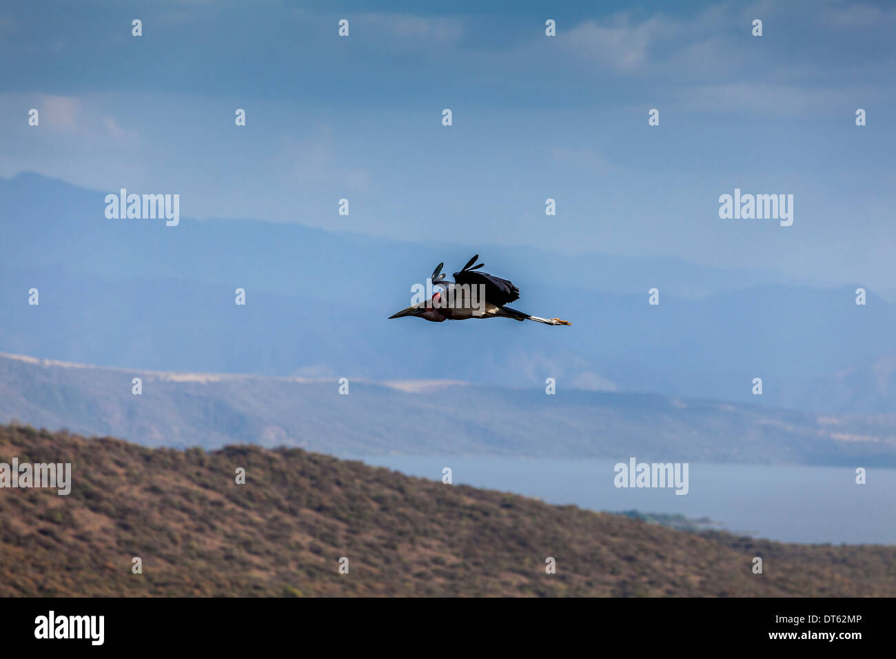 Marabou Stork In Flight, Arba Minch, Ethiopia Stock Photo - Alamy