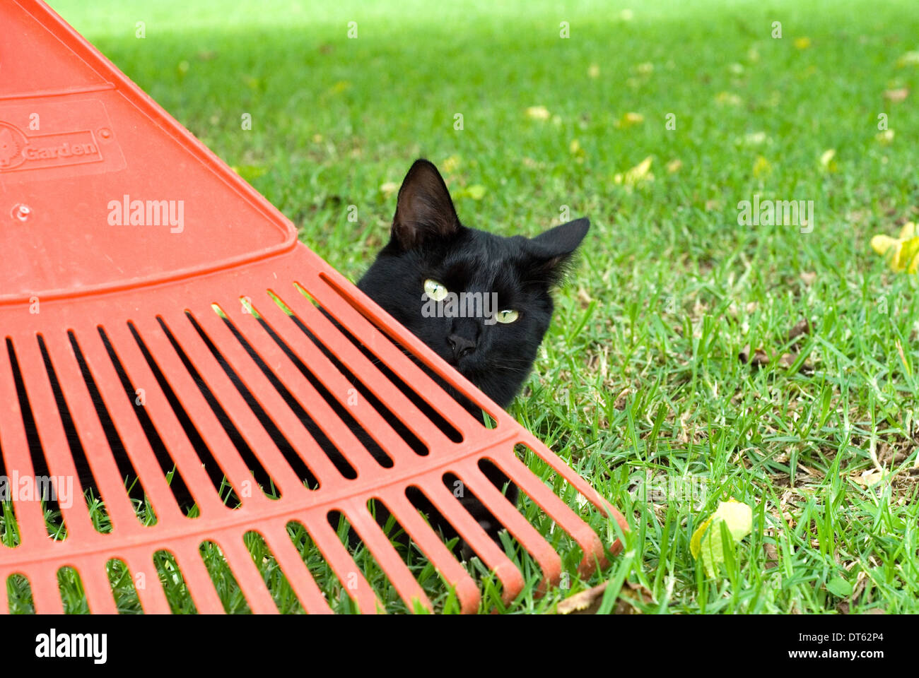 little black cat hiding behind a garden rake Stock Photo - Alamy