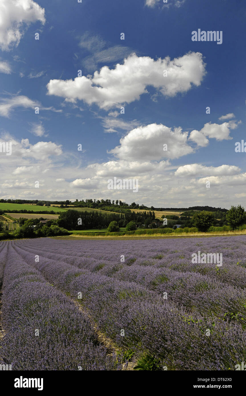 England, Kent, Shoreham, Purple lavender field at Castle Farm with ...