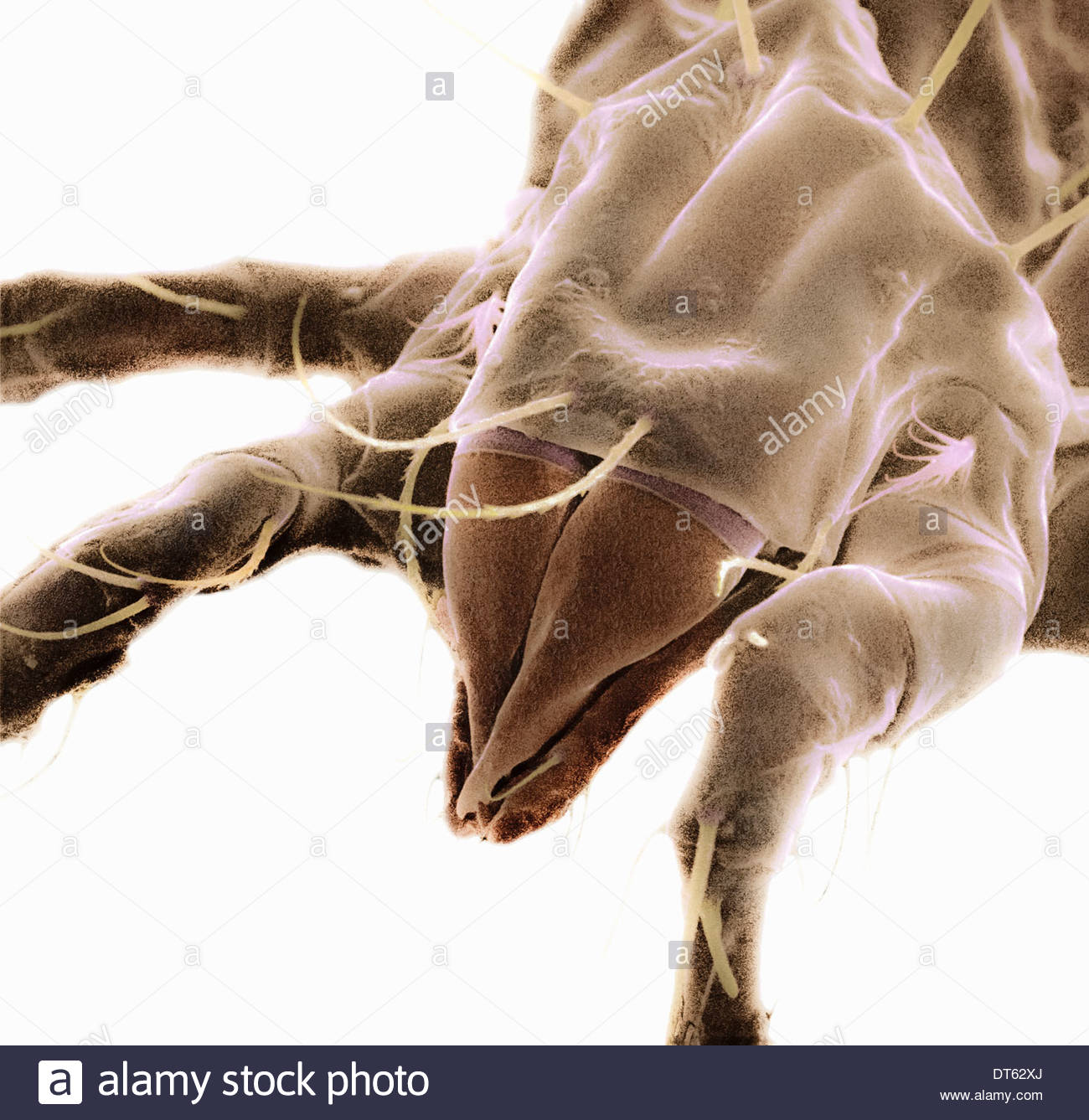 Mould Microscope Stock Photos & Mould Microscope Stock Images - Alamy
