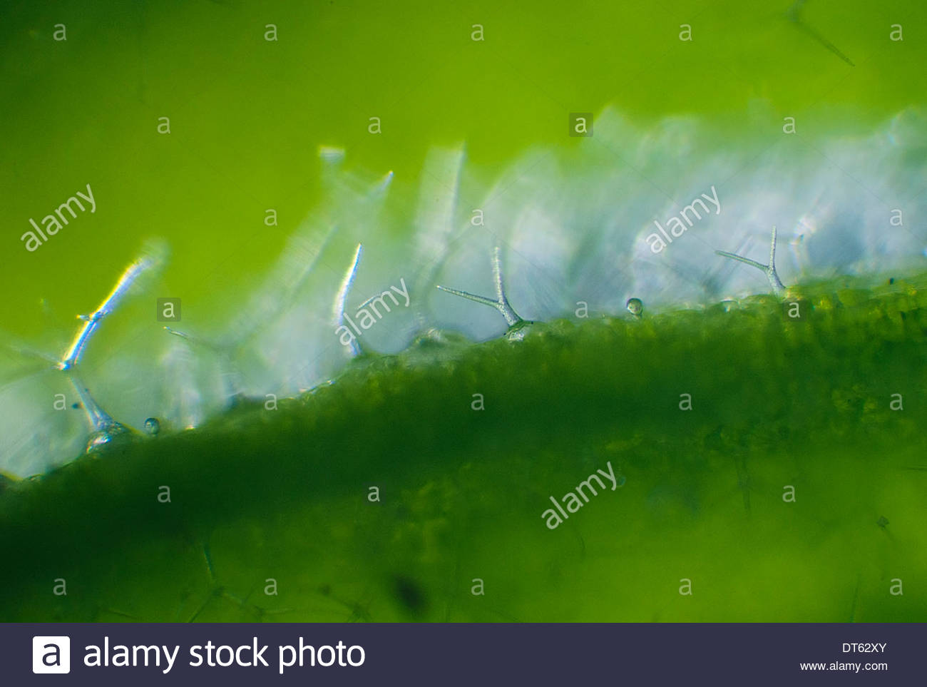 Trichomes Stock Photos & Trichomes Stock Images - Alamy
