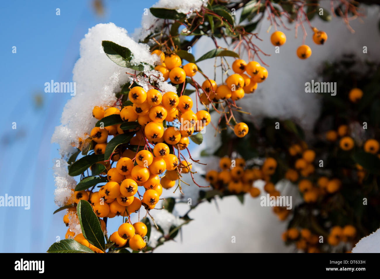 Beautiful works of winter, frost and snow Stock Photo - Alamy