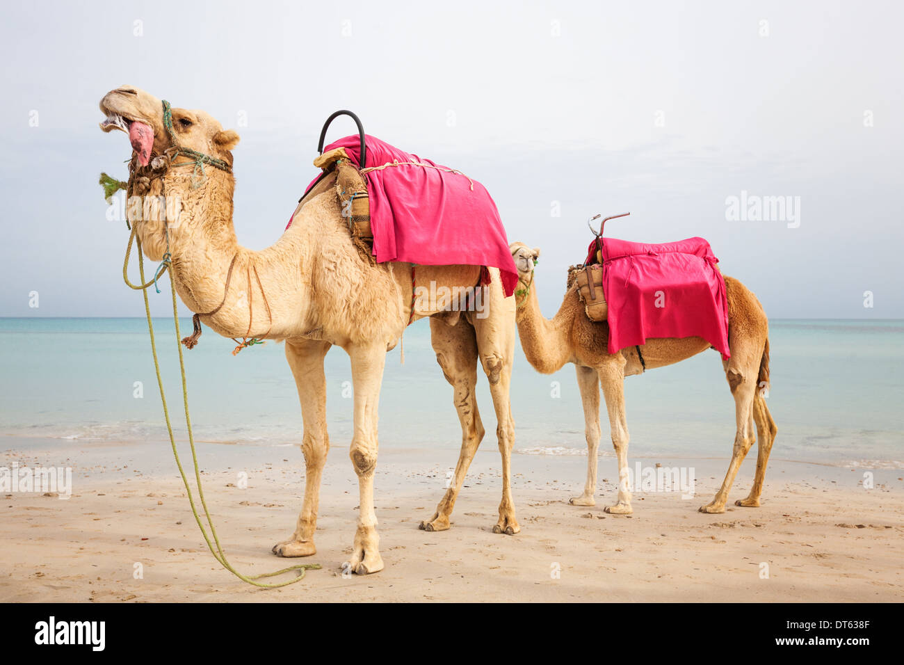 Two hump camels hi-res stock photography and images - Alamy