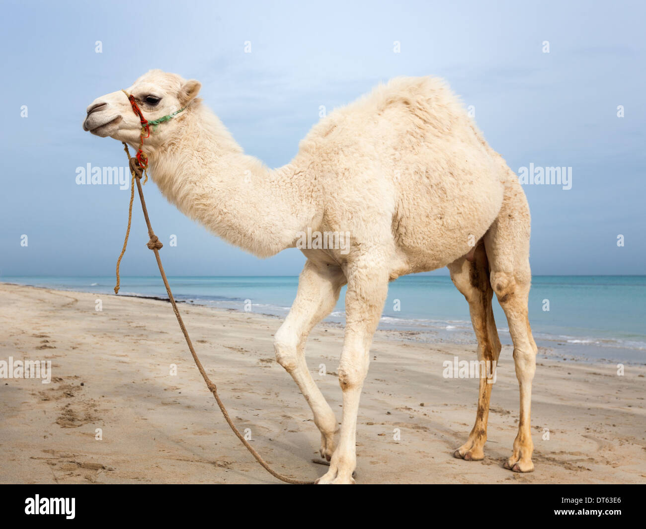 Tunisia beach camel hi-res stock photography and images - Alamy