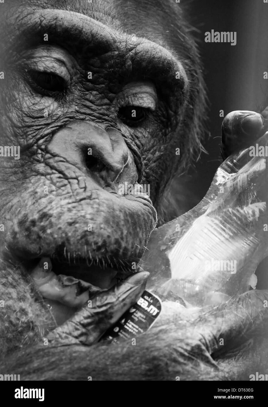 Chimpanzee nose hi-res stock photography and images - Alamy