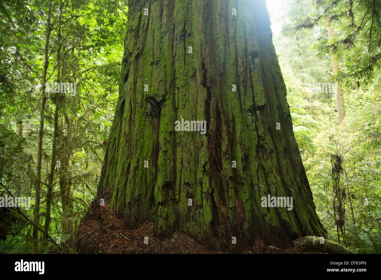Redwoods national park hi-res stock photography and images - Alamy