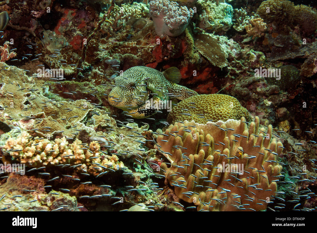 It is in the province of North Sulawesi, and faces Lembeh Island and ...