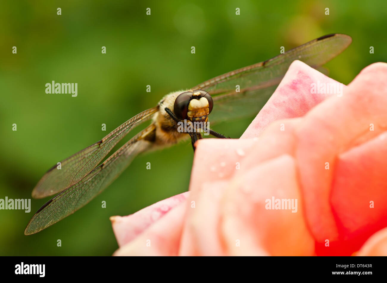 Rose and nature dragon hi-res stock photography and images - Alamy