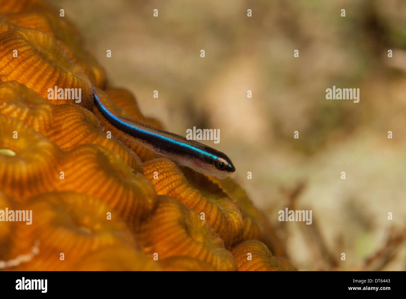 Elacatinus High Resolution Stock Photography and Images - Alamy