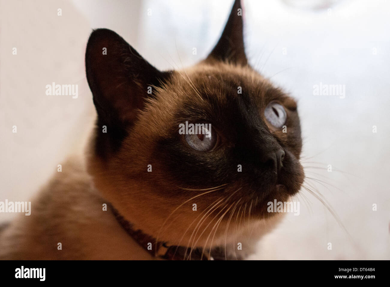 Domestic cat siamese cat hi-res stock photography and images - Alamy