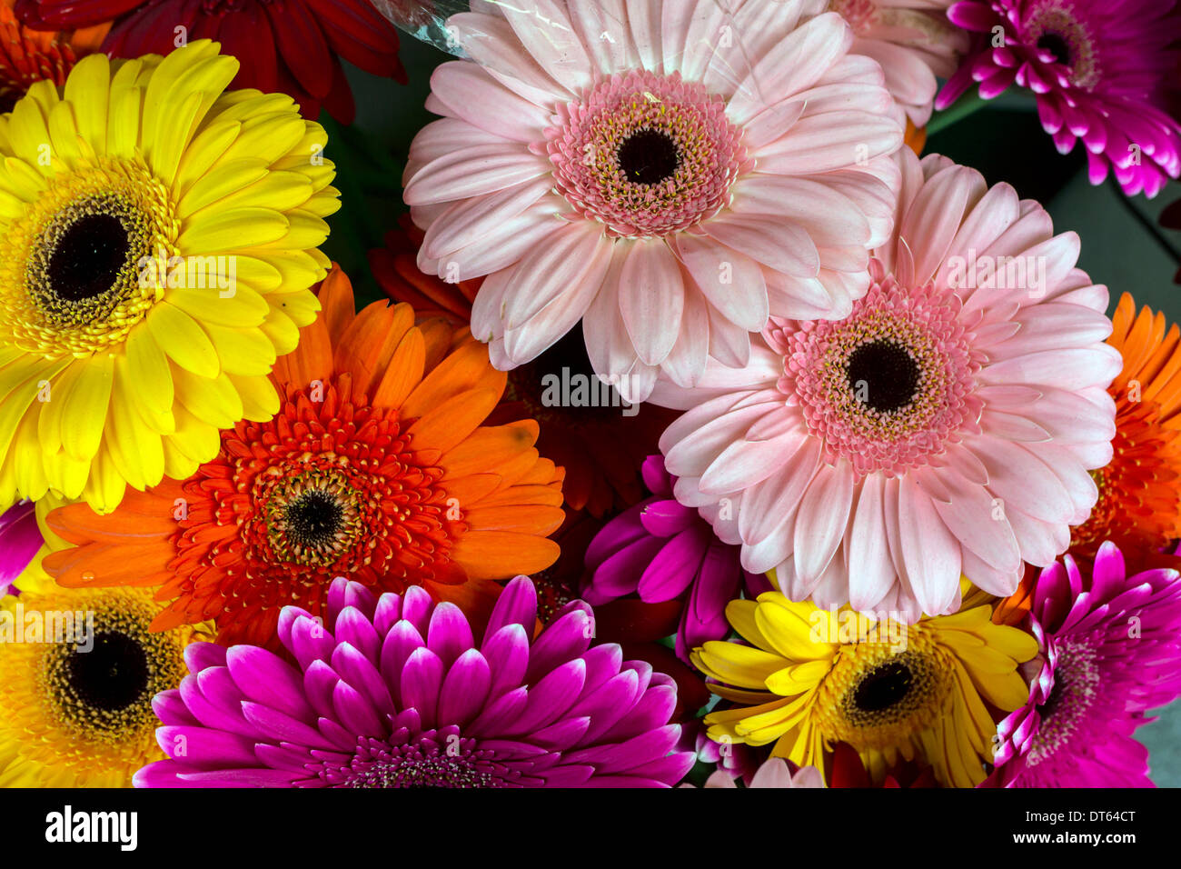 Gerbera jamesonii, flowering daisy Stock Photo - Alamy