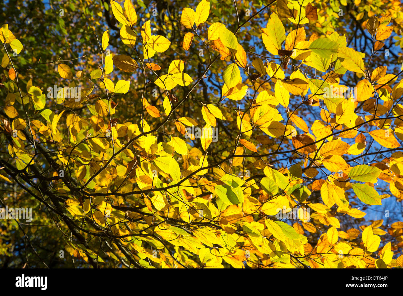 Beech Trees in Autumn in the New Forest National Park Stock Photo - Alamy