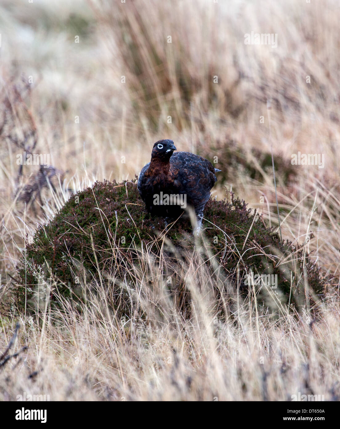 Red Grouse on Heather, Cairngorms National Park, Scotland Stock Photo ...