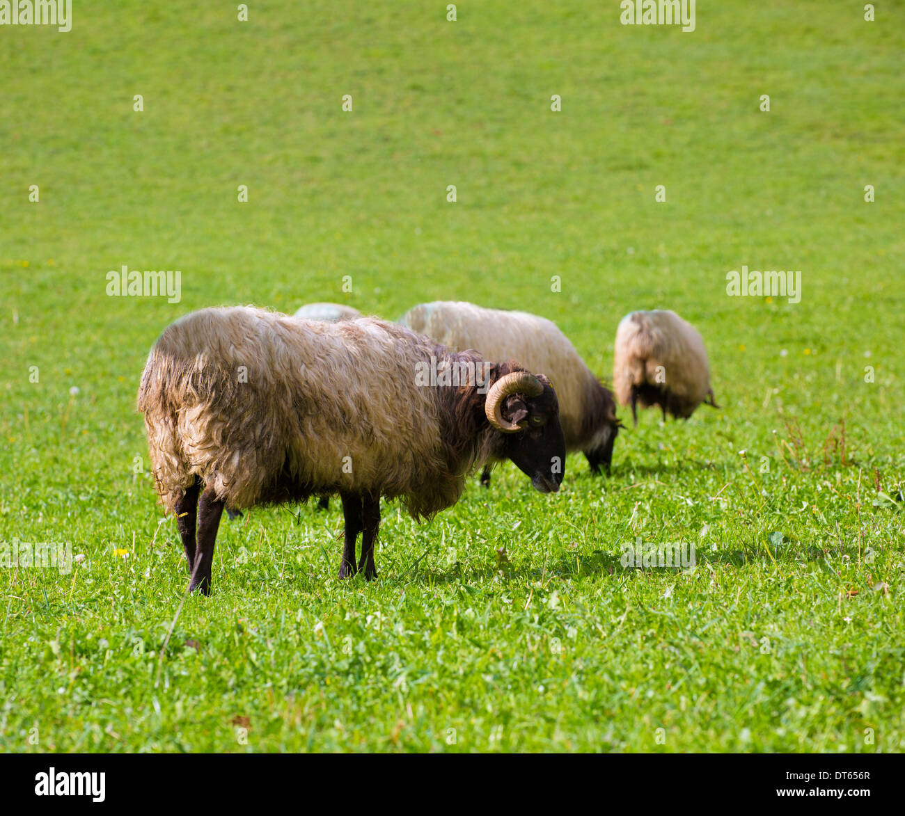 Latxa breed hi-res stock photography and images - Alamy