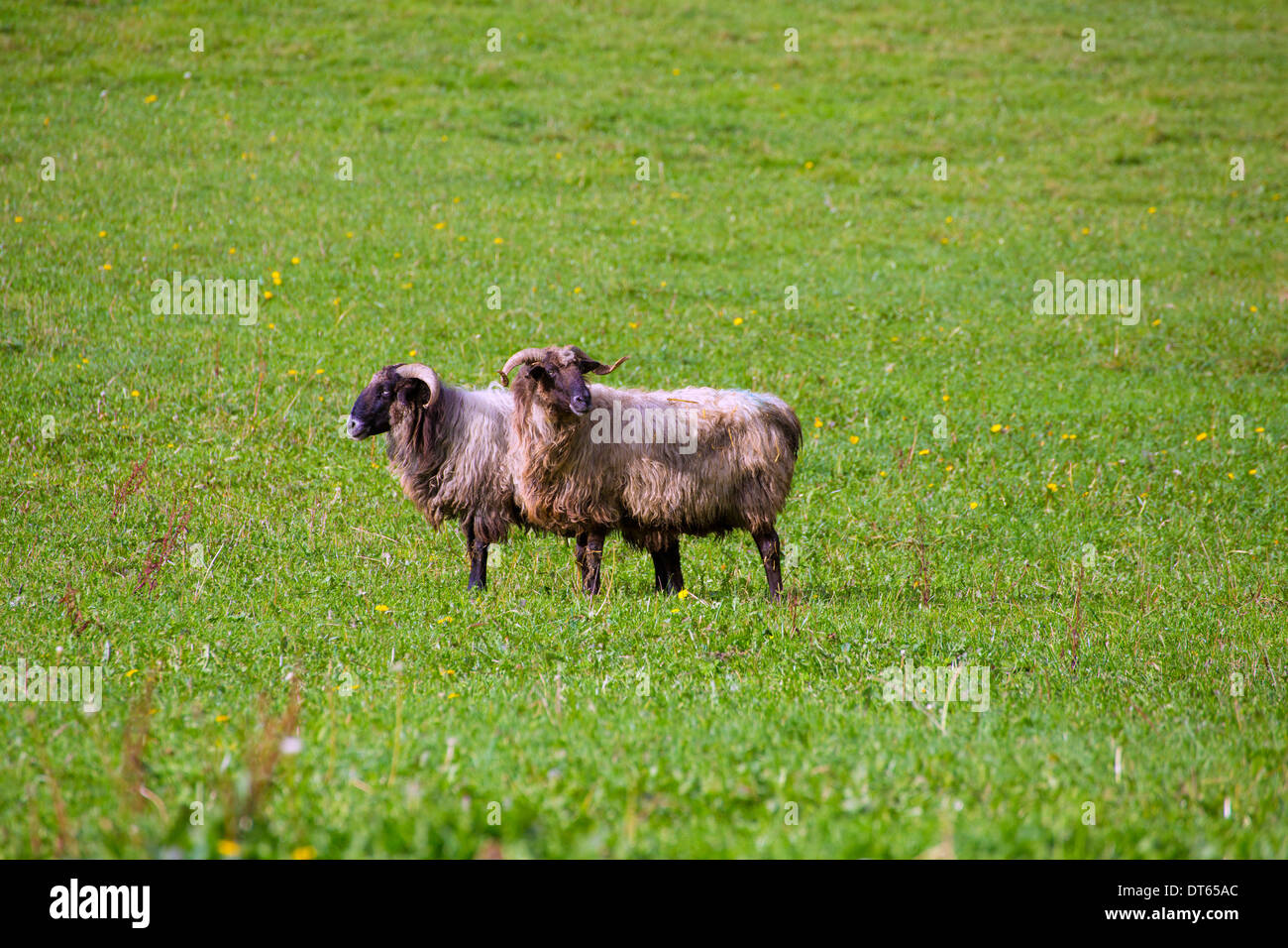 Latxa sheep in Pyrenees of Navarra grazing in meadow at Spain Stock ...