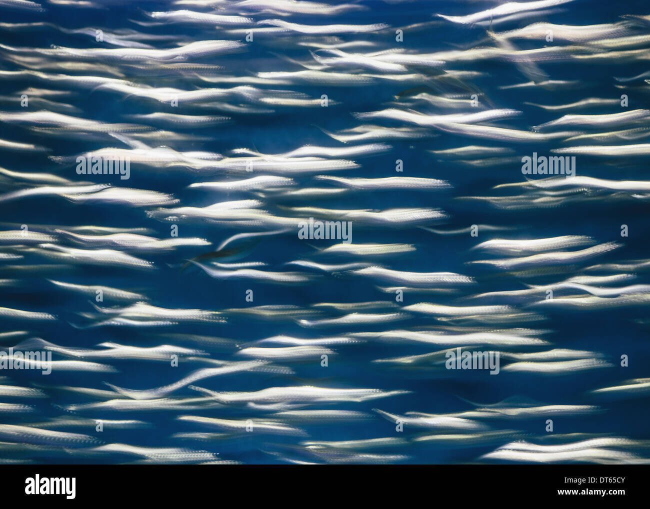 Moving Pictures Of Fish Swimming