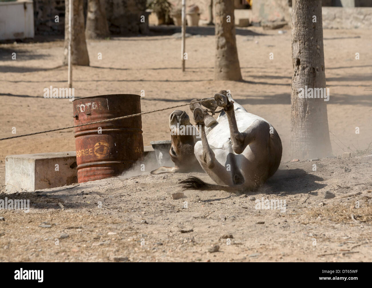 A donkey rolling on its back in the dust Stock Photo - Alamy