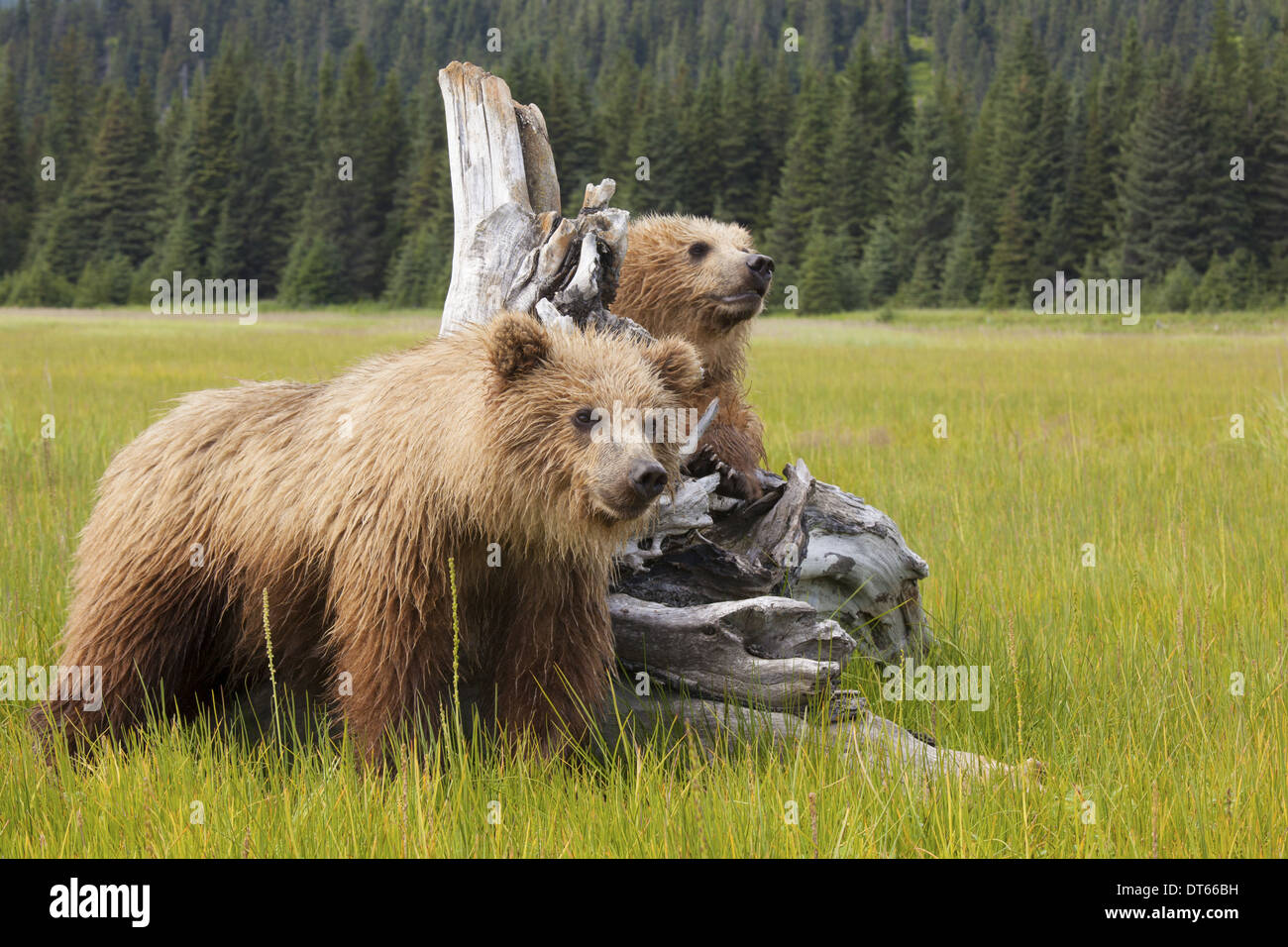 Alaska bear skin hi-res stock photography and images - Alamy