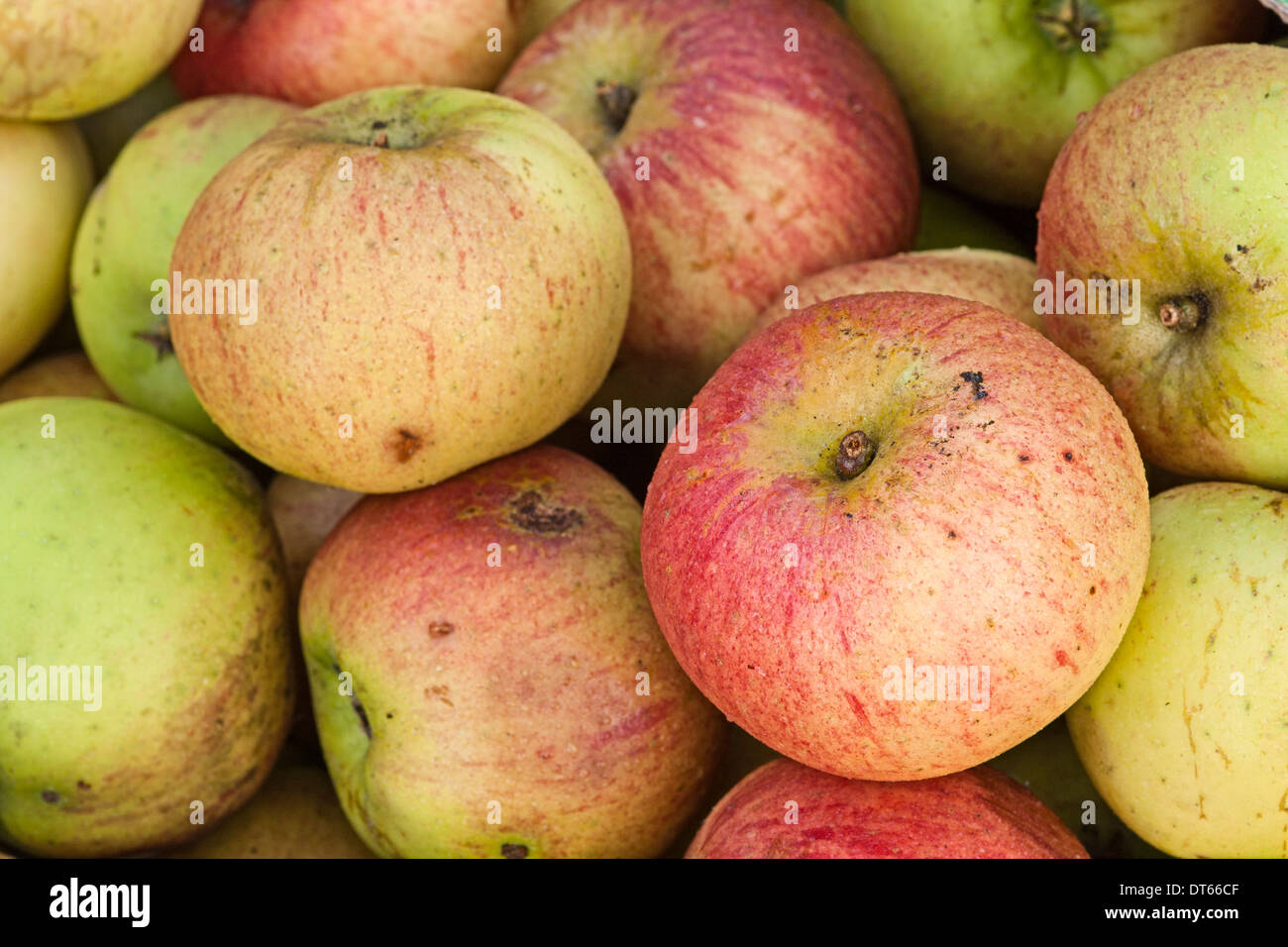 Wind fall apples Stock Photo - Alamy