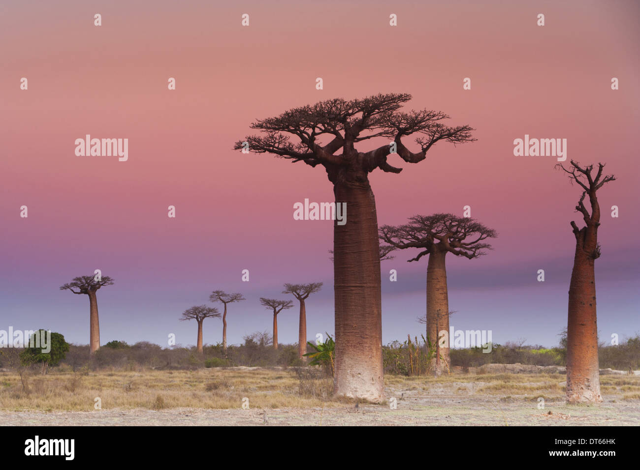 Africa tree canopy baobab hi-res stock photography and images - Alamy