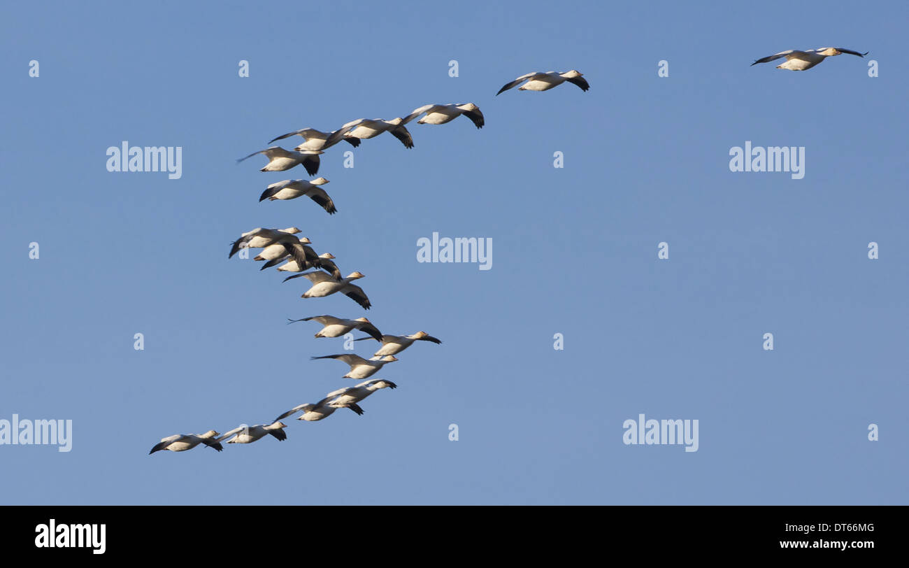 Geese in flight hi-res stock photography and images - Alamy