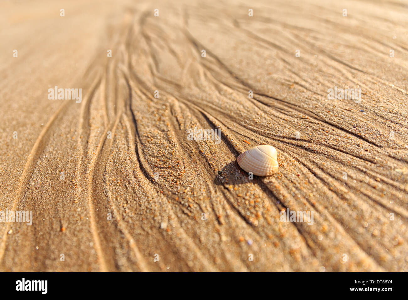Single clam shell on a sandy beach Stock Photo - Alamy