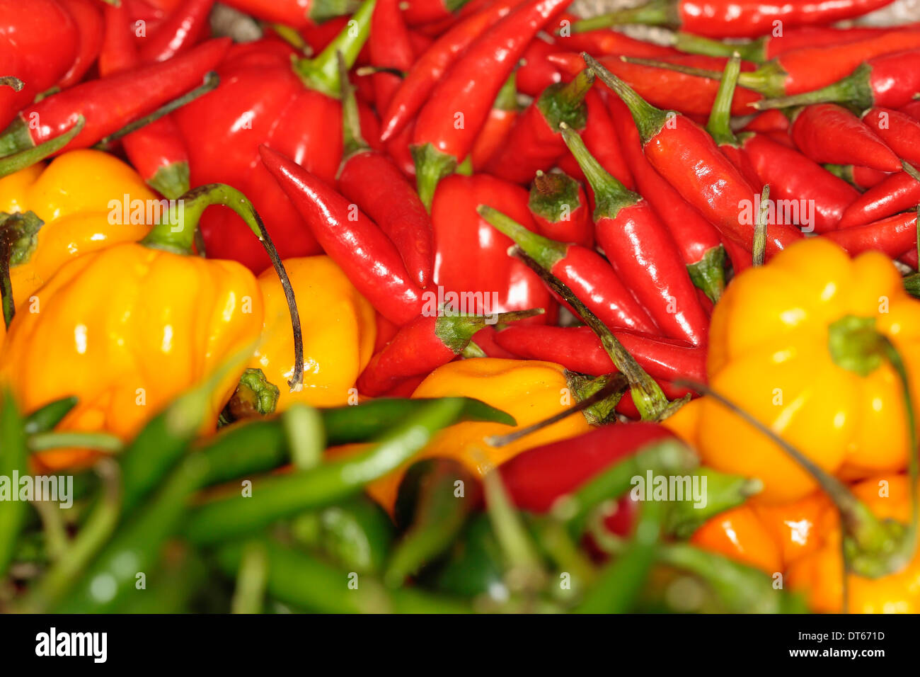 Chillies, display of various types of red, yellow and green Capsicum ...