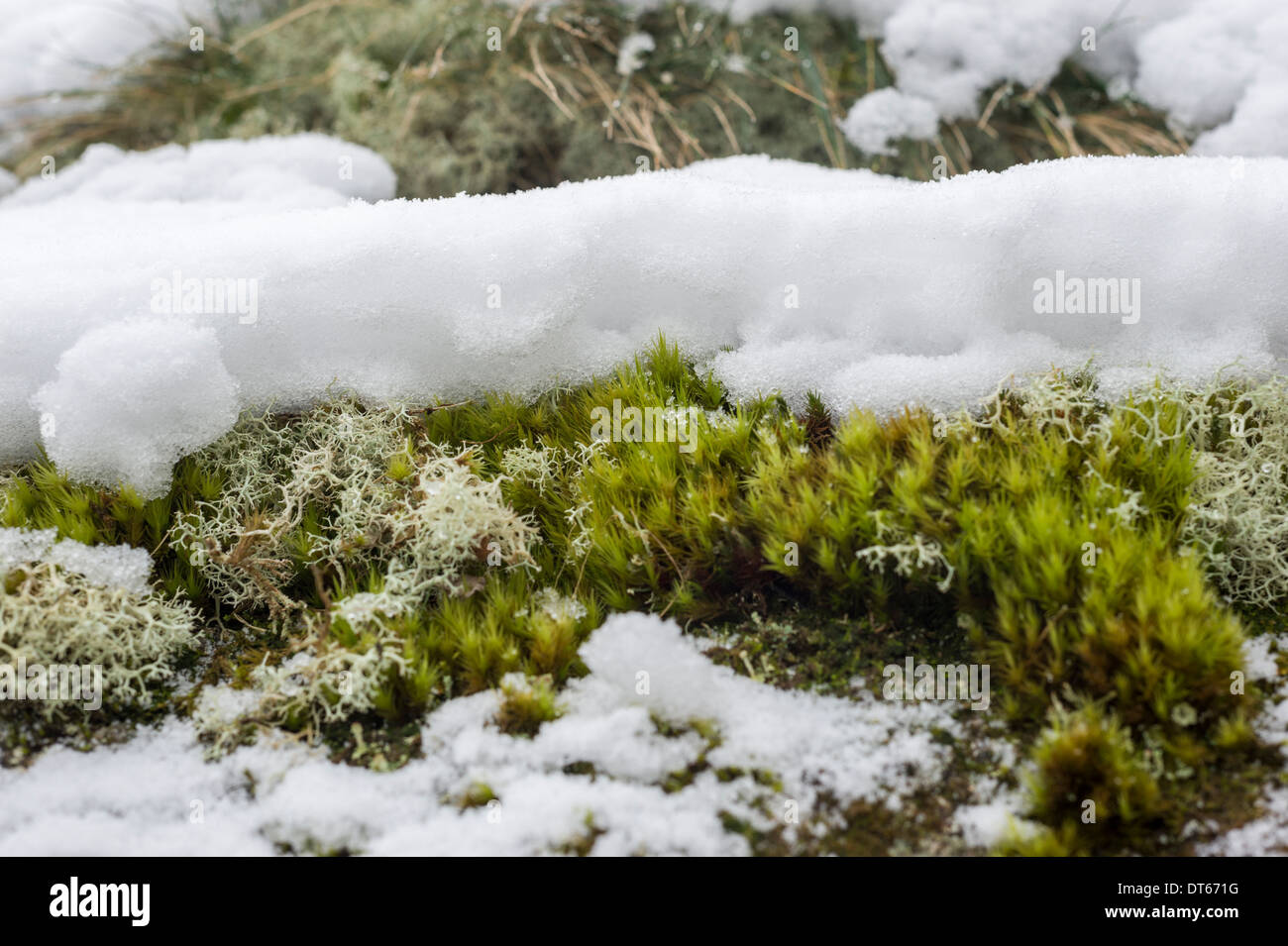 Snow-covered moss and lichen Stock Photo - Alamy