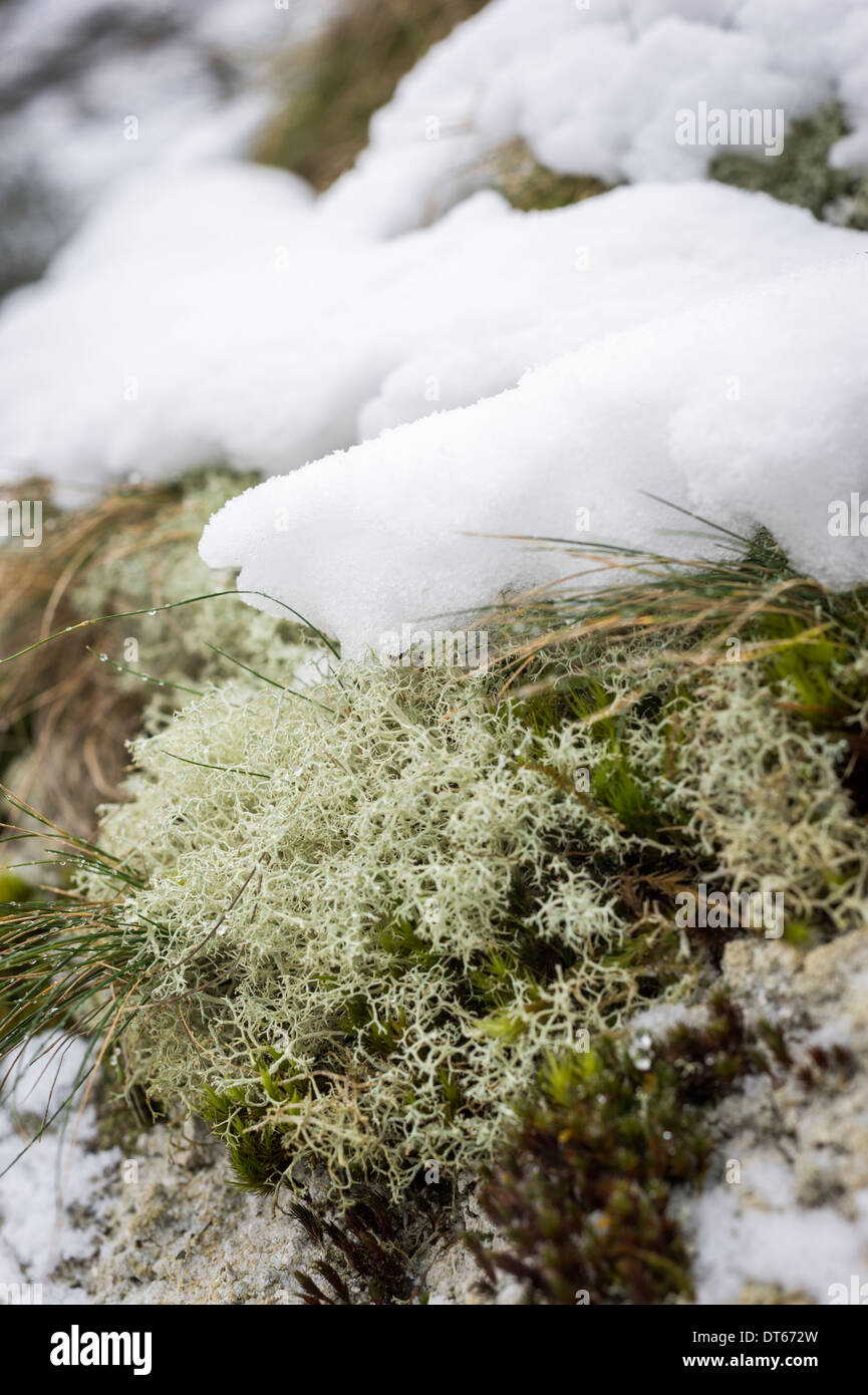 Snow-covered moss and lichen Stock Photo - Alamy