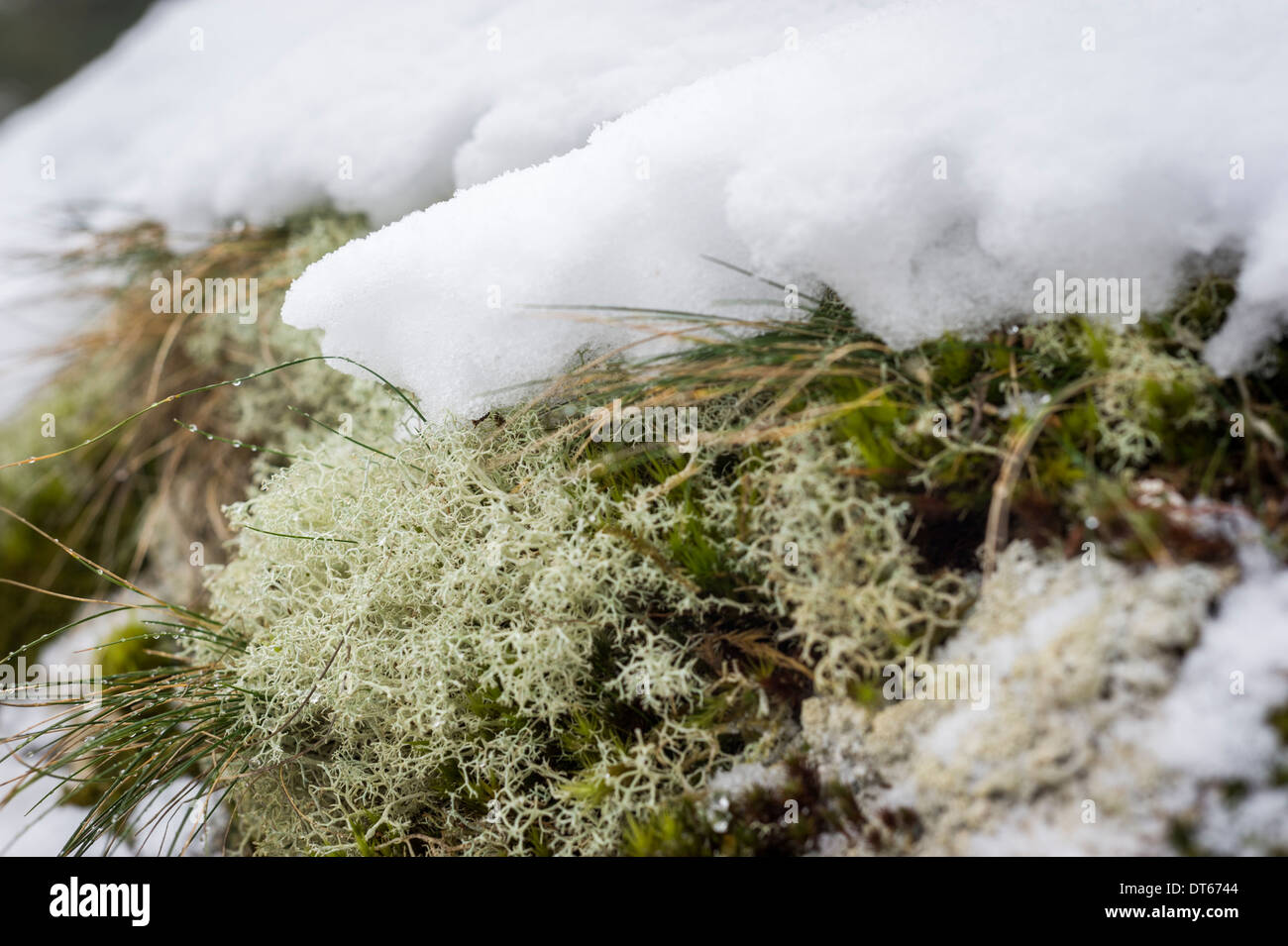 Snow-covered moss and lichen Stock Photo - Alamy
