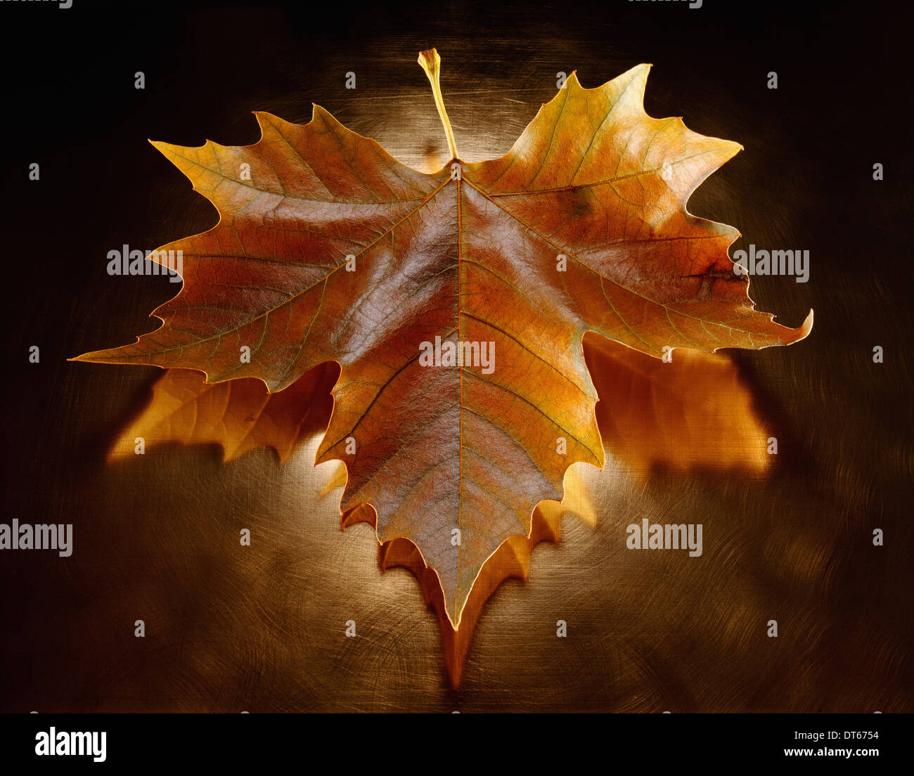 Copper leaf hi-res stock photography and images - Alamy