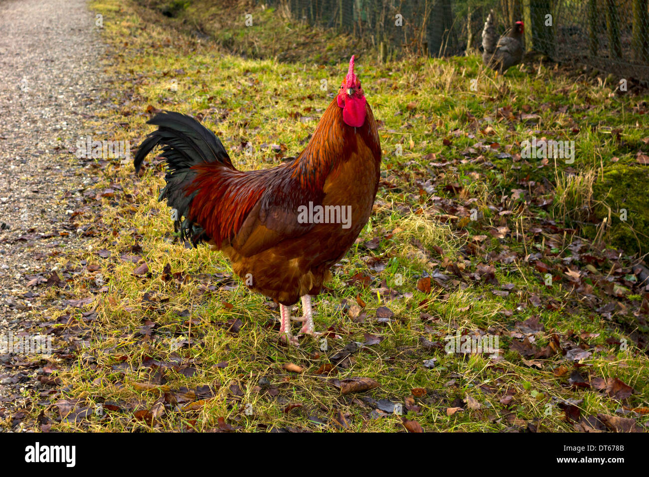 Good Looking Thai Rooster