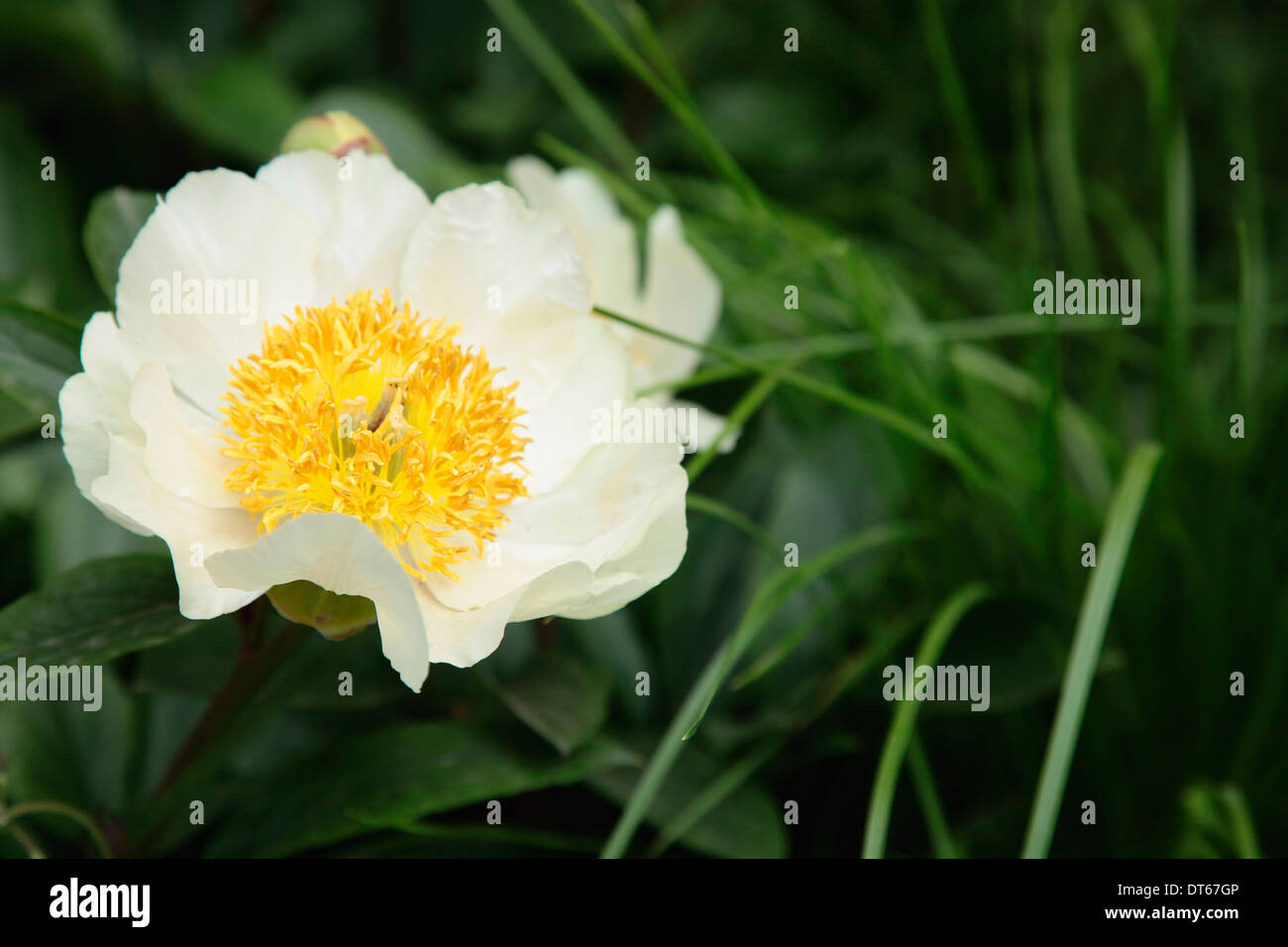 Peony, Paeonia 'Krinkled white', single white flower with yellow stamen ...