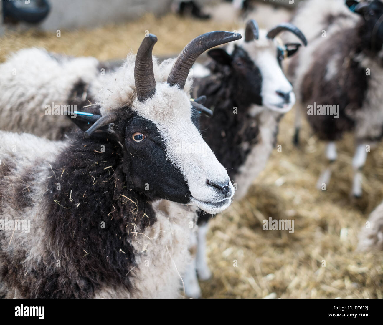 Sheep horns hi-res stock photography and images - Alamy