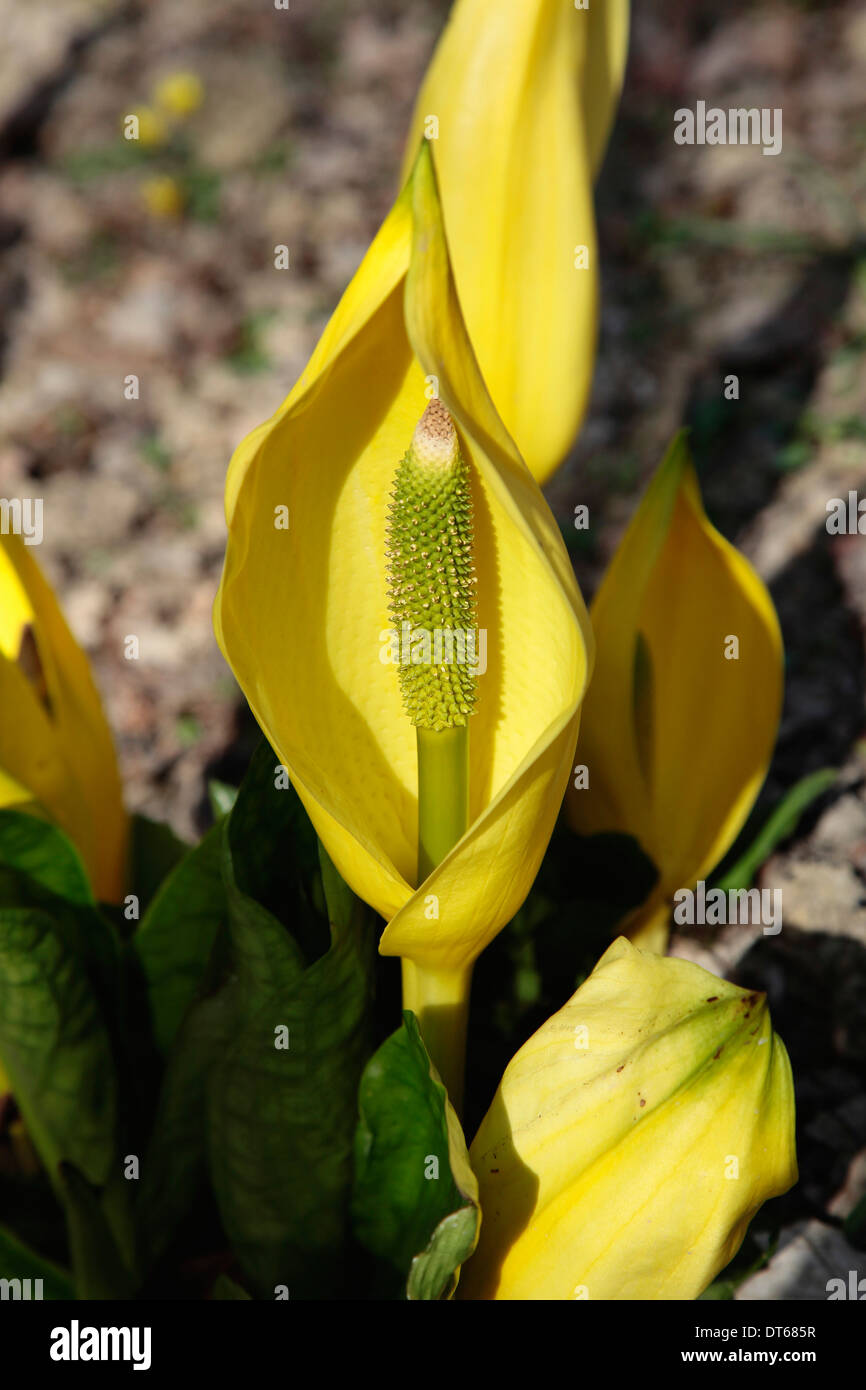 Yellow Skunk Cabbage, Lysichiton americanus, marginal aquatic plant in ...