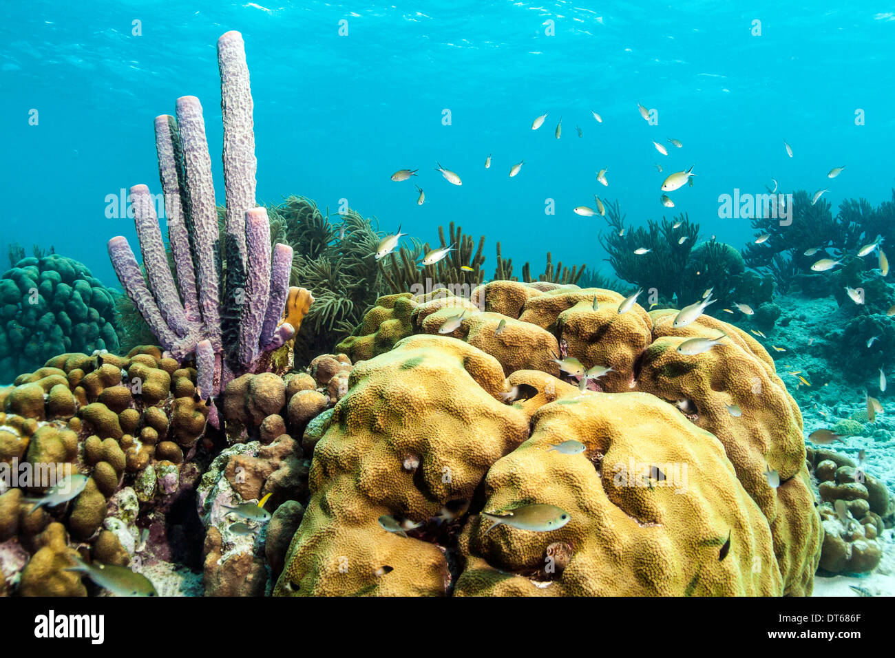 Coral reef purple tube sponge Stock Photo - Alamy