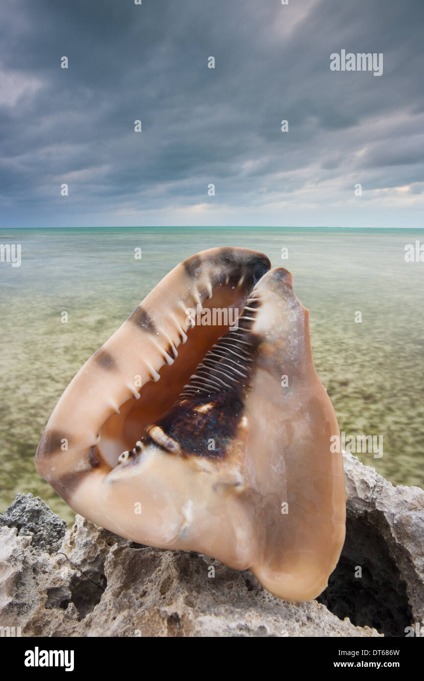 A large conch shell on Ambergris Cay Island, Turks and Caicos Islands ...
